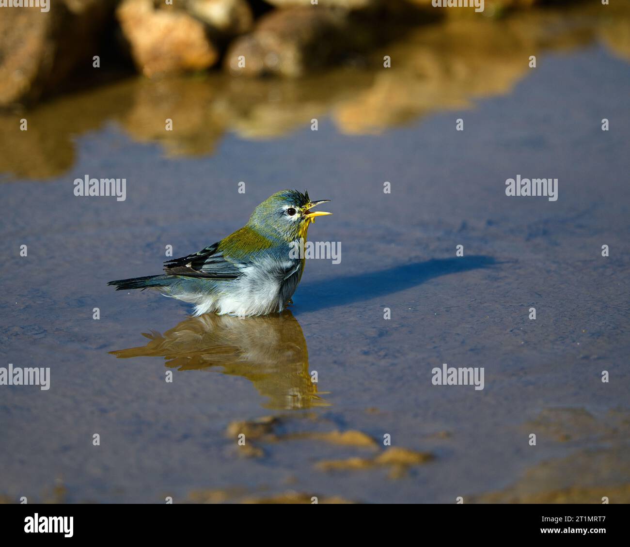 A small bird stands in a shallow body of muddy water, its beak open in ...