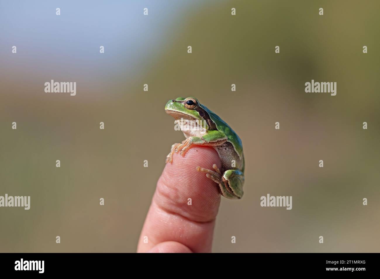 Green tree frog (Hylea orientalis) on the finger Stock Photo - Alamy