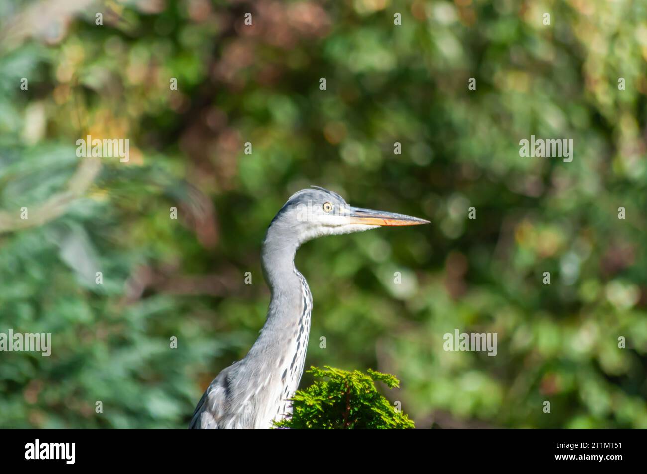 Glasgow, Scotland, UK. 14th October, 2023. UK Weather. A grey heron in ...