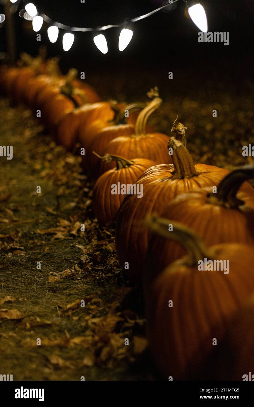 path of pumpkins illuminated with fairy lights Stock Photo - Alamy