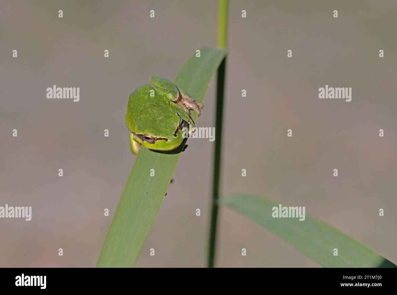 Green frog climbing on the plant in Turkey. Hyla orientalis climbing on ...