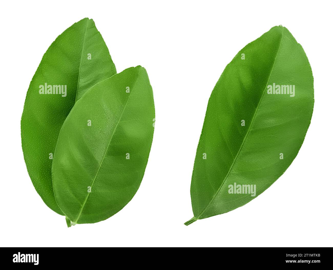 Citrus leaf isolated on white background with full depth of field Stock ...