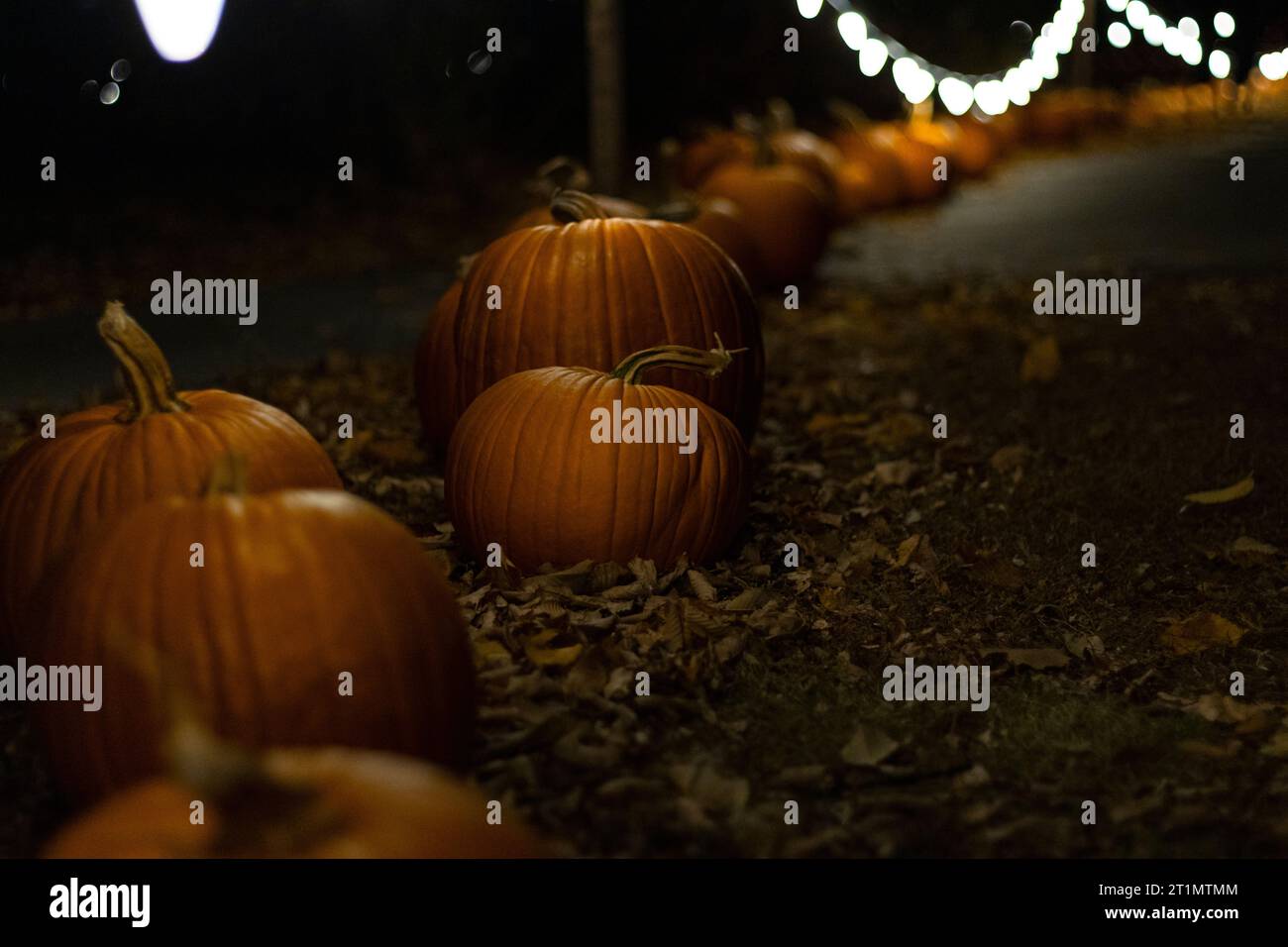trail of pumpkins illuminated by fairy lights Stock Photo - Alamy