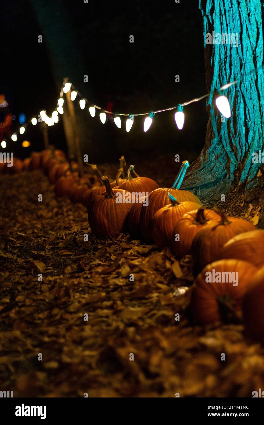 pumpkins in the dark illuminated by fairy lights on the ground Stock ...