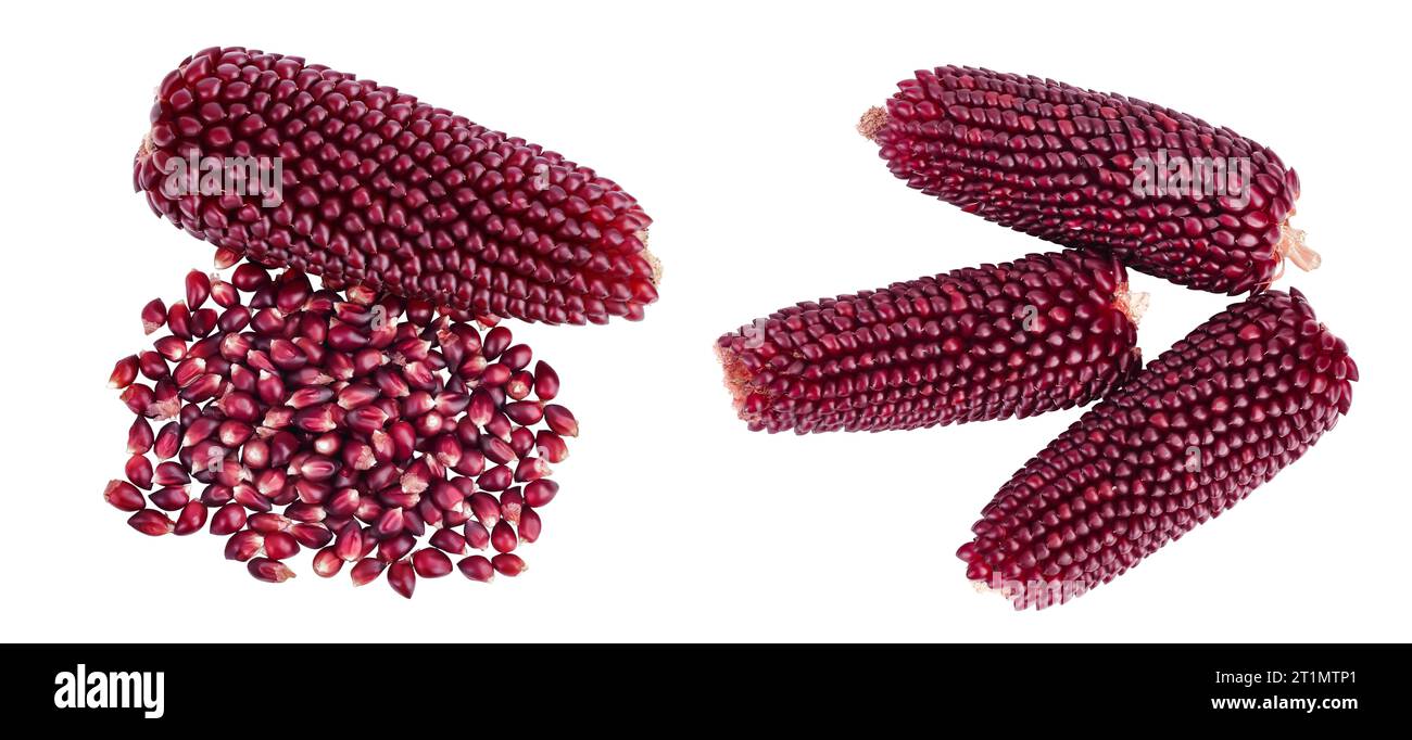Purple corn or maize with seeds isolated on white background with full ...