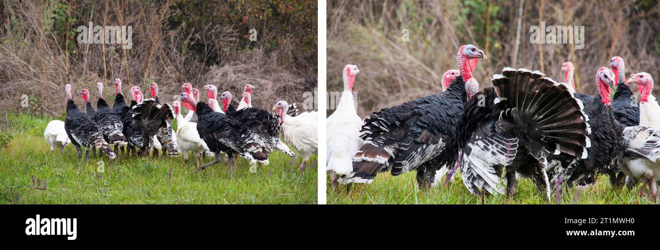 Domestic turkeys turkey chicken hi-res stock photography and images - Alamy