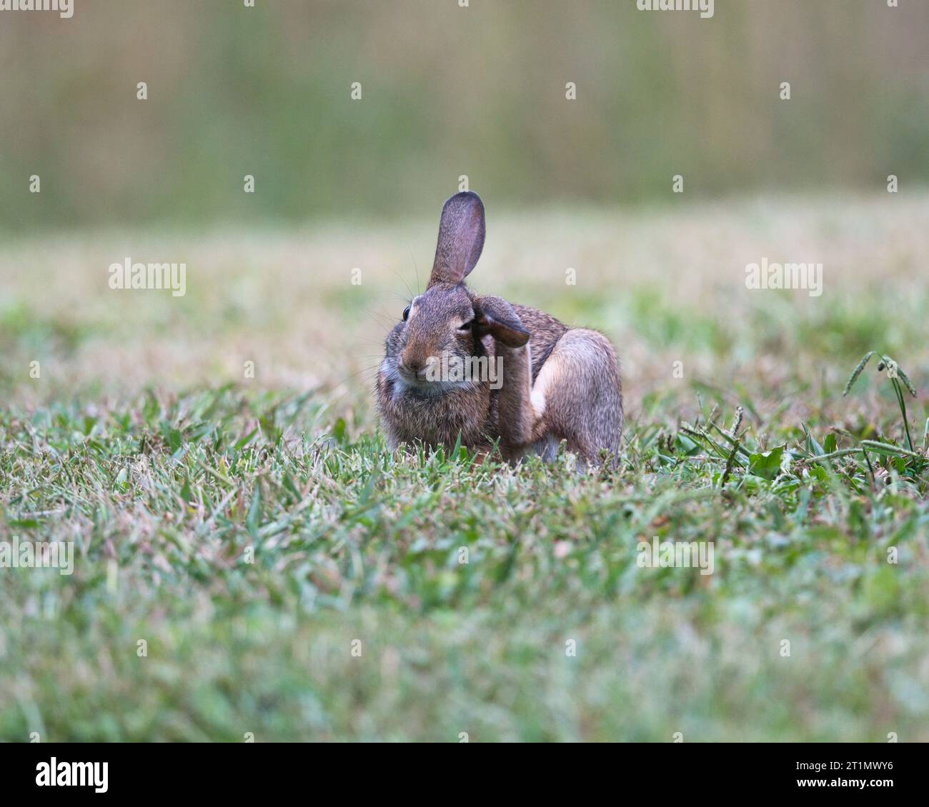 Rabbit sunbathing hi-res stock photography and images - Alamy