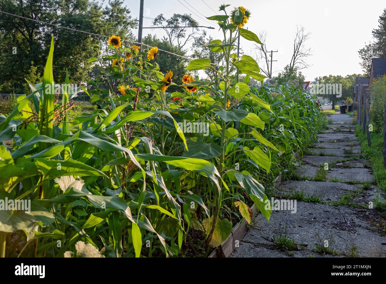 Detroit, Michigan - Corn and sunflowers planted along vacant lots on ...