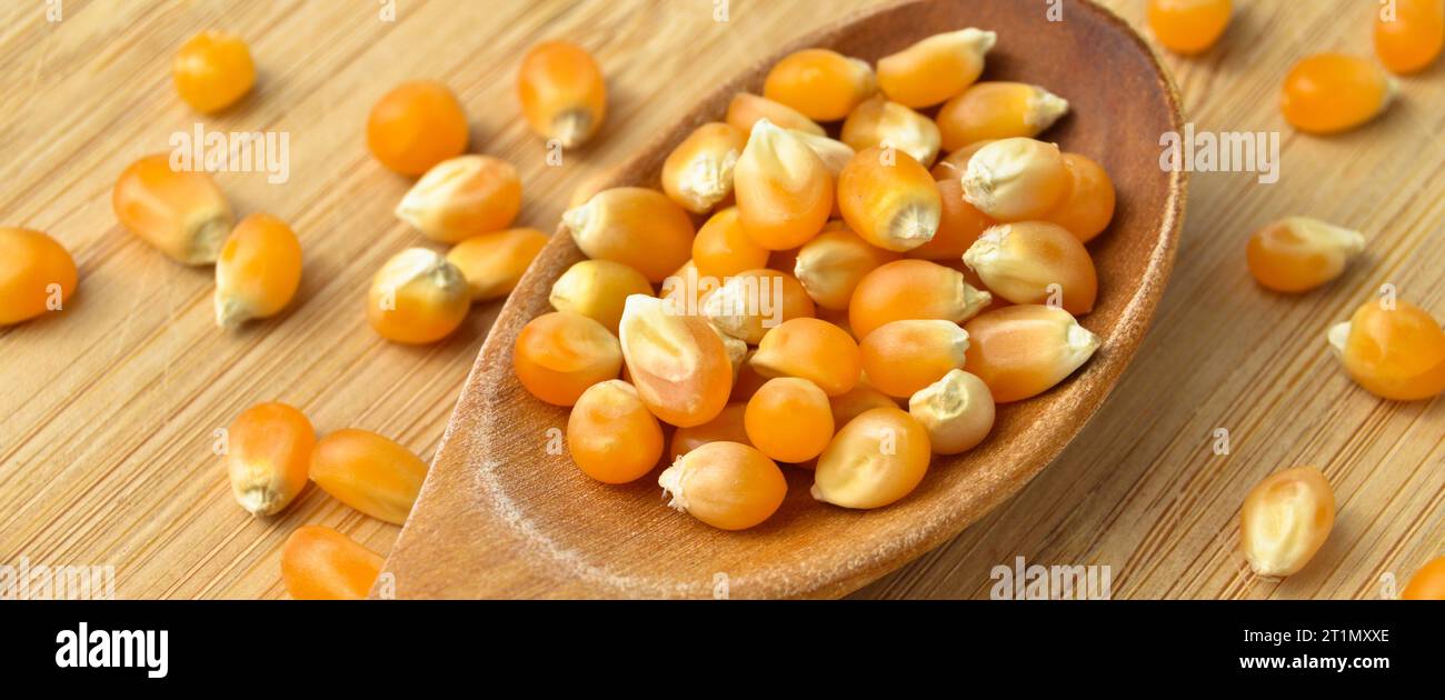 Yellow maize corn kernels ready for making popcorn, on cutting board ...