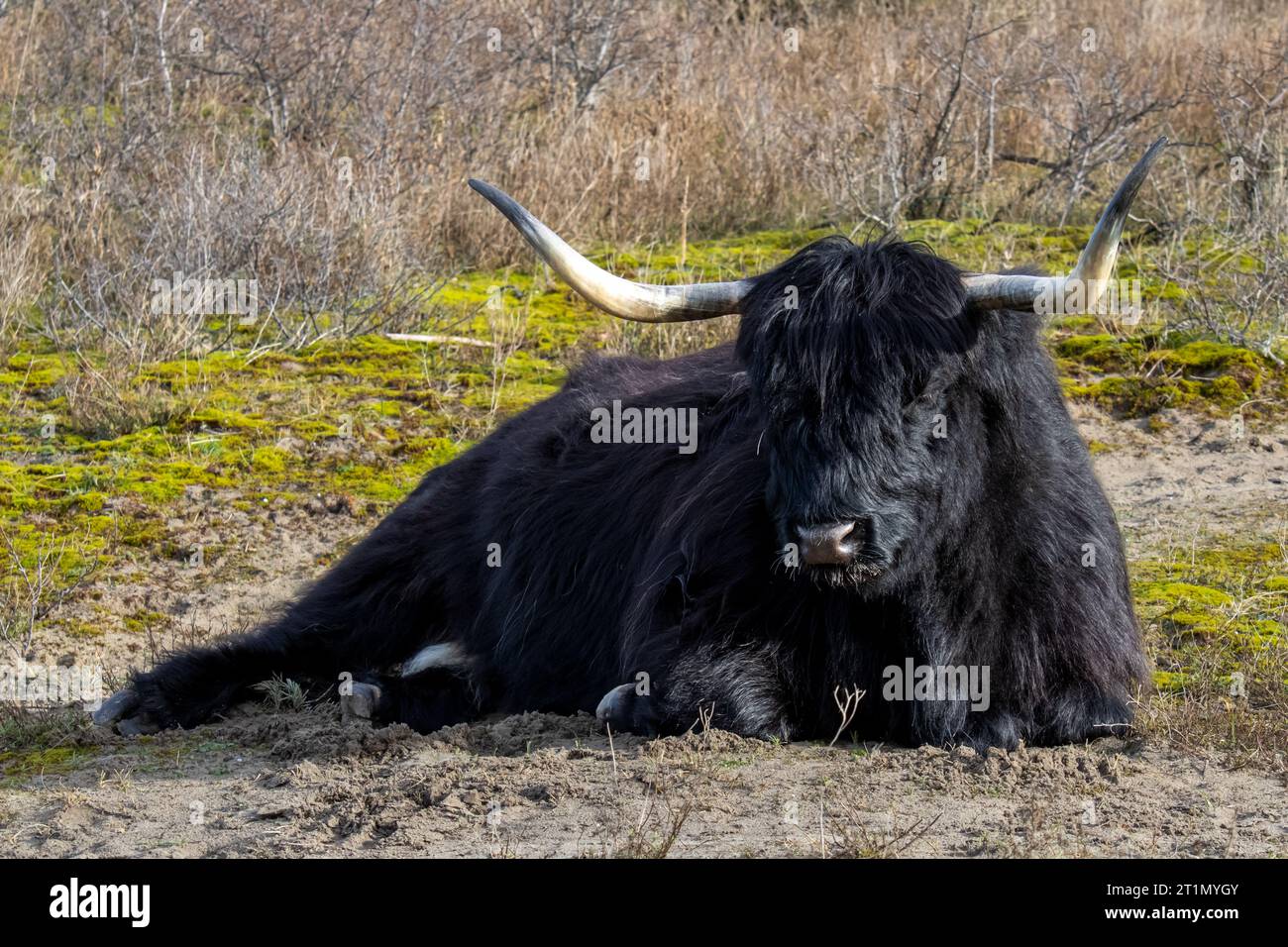Black scottish highlander cow lying in the sand looking at the camera ...