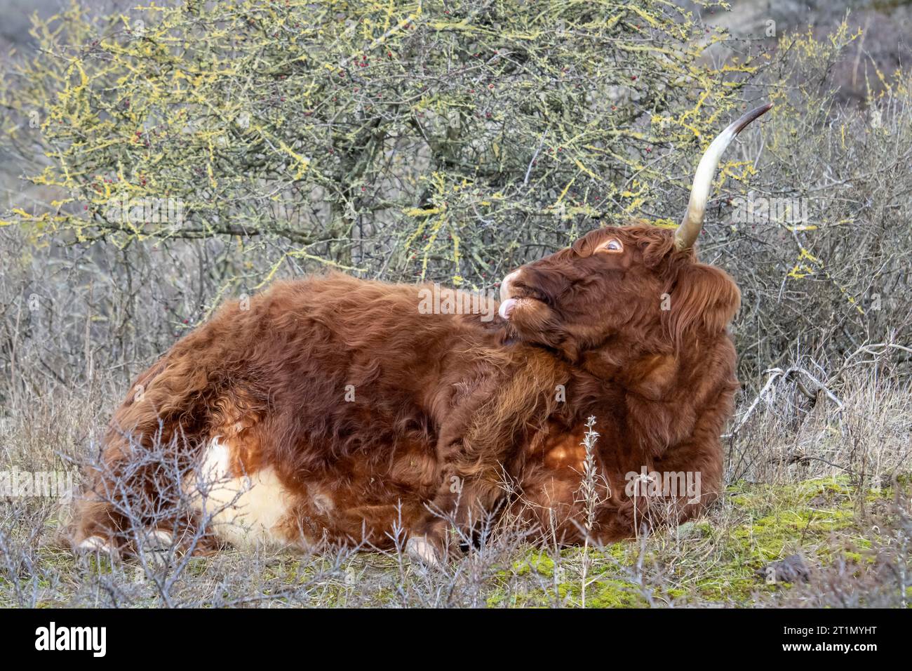 Red scottish highlander cow lying on her side trying to lick her own ...