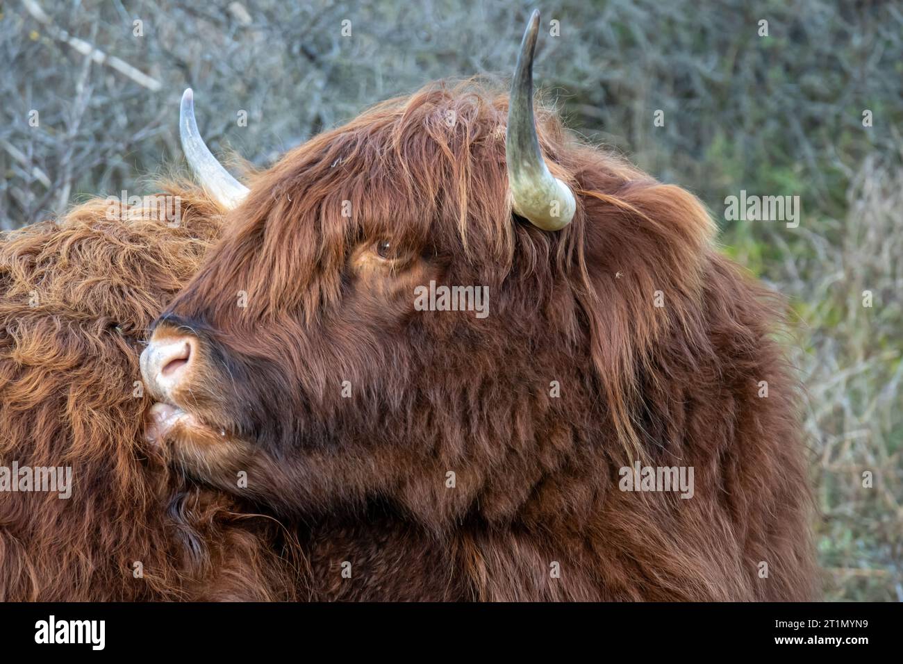 Red scottish highlander cow trying to lick her own back Stock Photo - Alamy