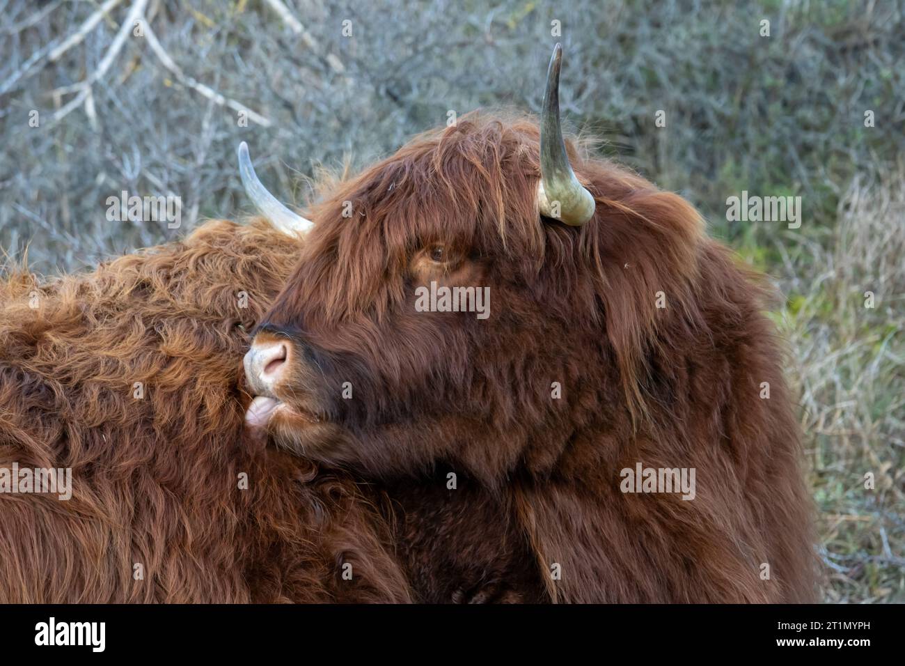 Red scottish highlander cow trying to lick her own back Stock Photo - Alamy