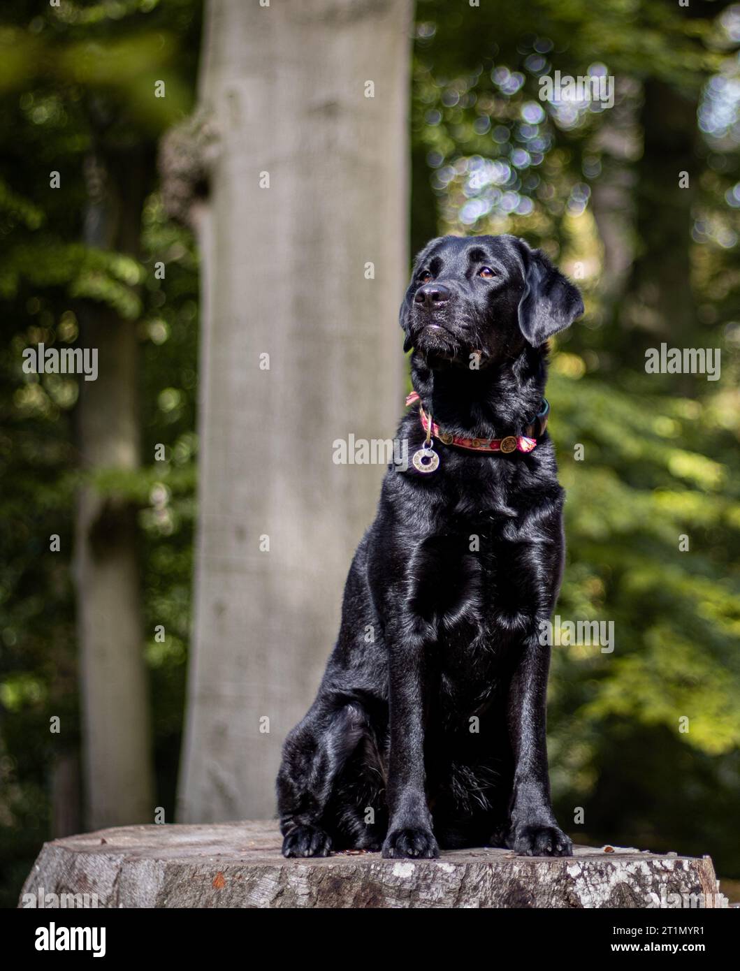 Trunk sit hi-res stock photography and images - Alamy