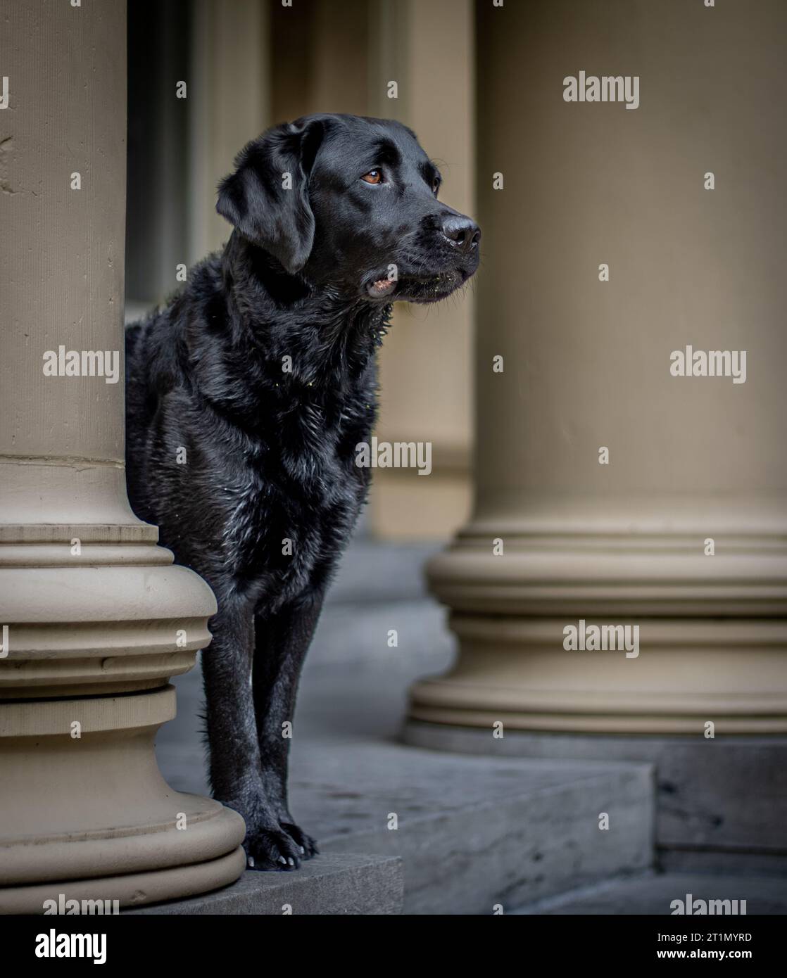 Black labrador retriever standing between two pillers Stock Photo - Alamy