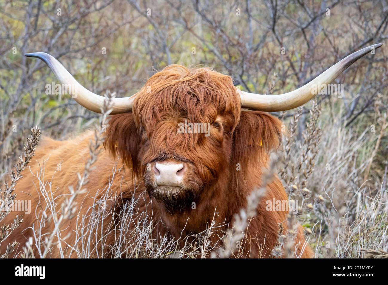 Portrait of a red scottish highlander cow lying in the bushes looking ...