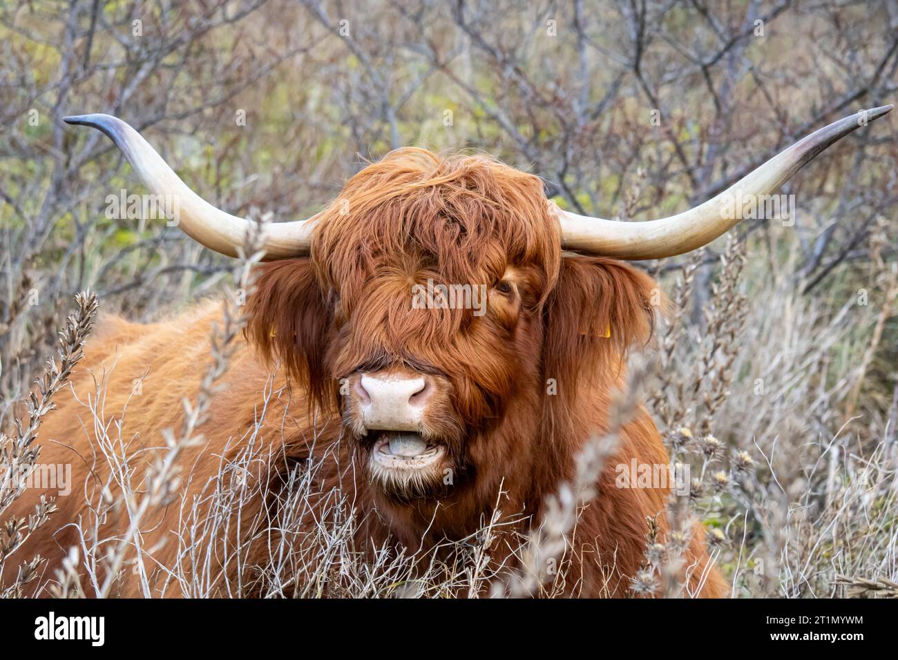 Portrait of a red scottish highlander cow lying in the bushes looking ...