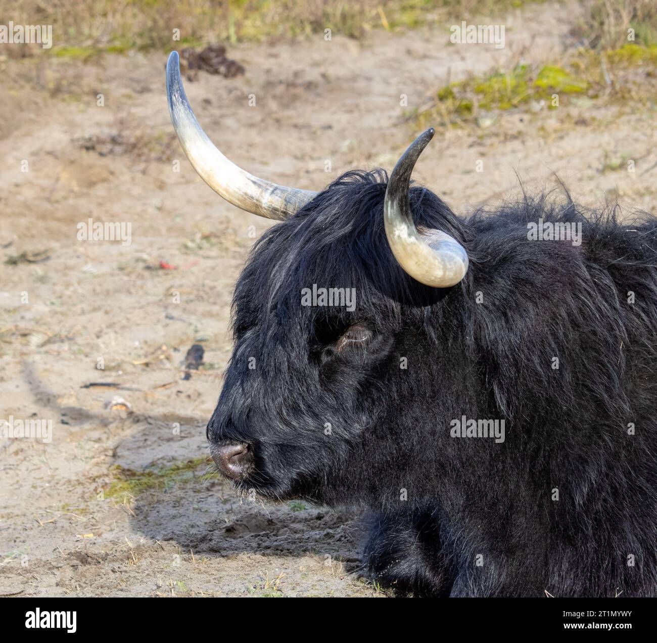 Closeup of a black scottish highlander cow lying in the sand Stock ...
