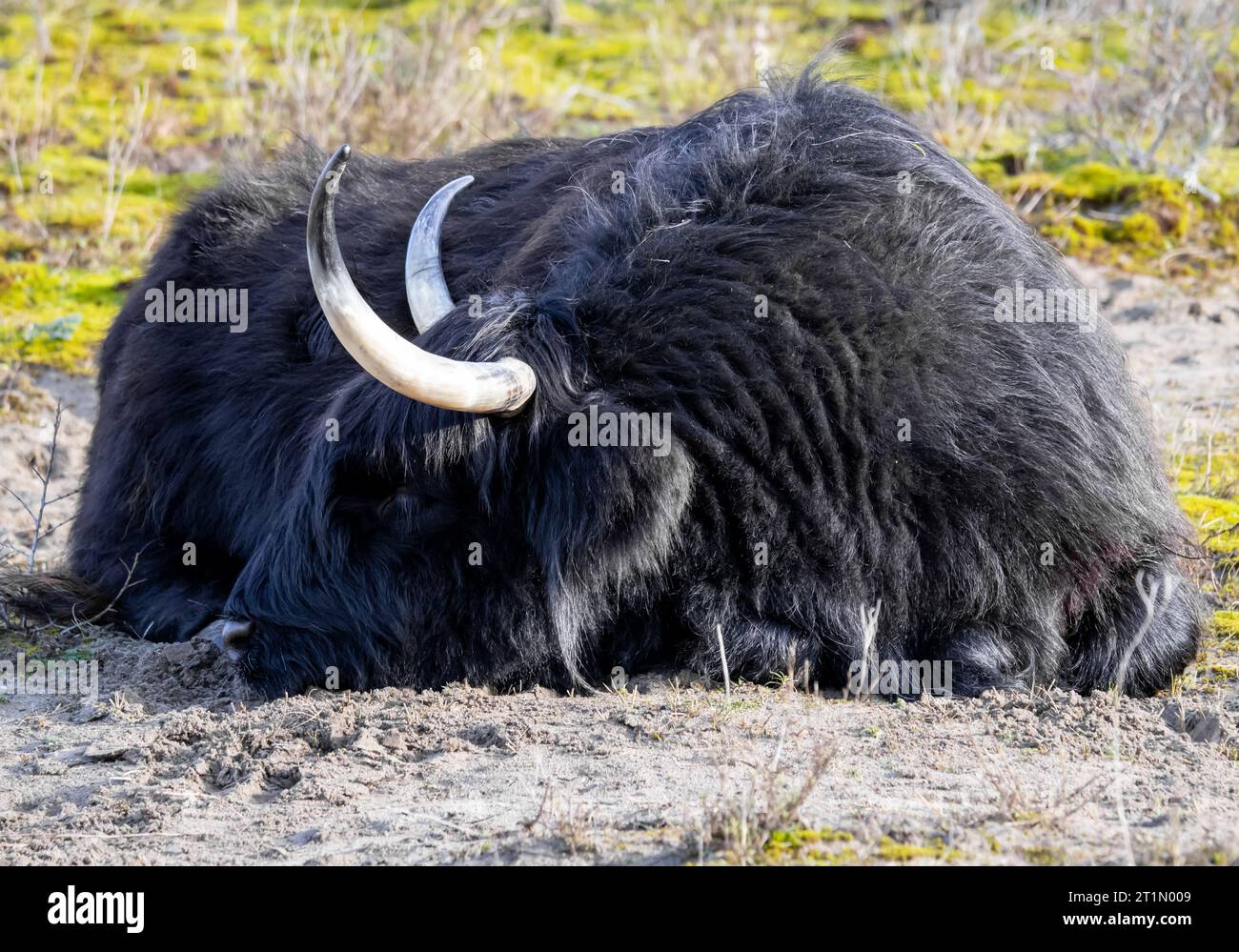 Black scottish highlander cow sleeping on the ground, in the sand Stock ...