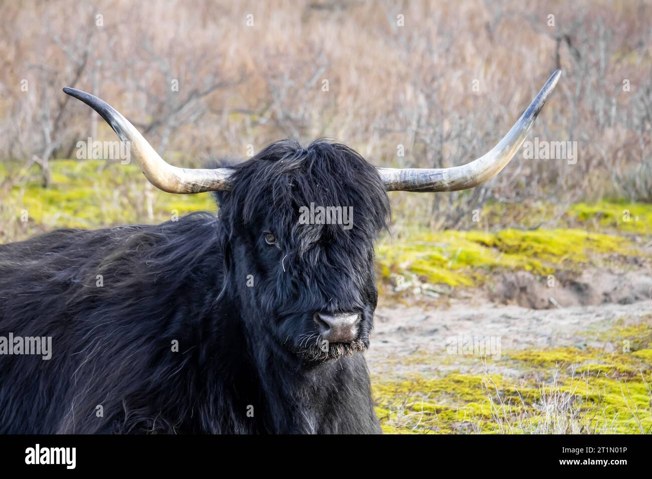 Black scottish highlander cow lying in the sand Stock Photo - Alamy