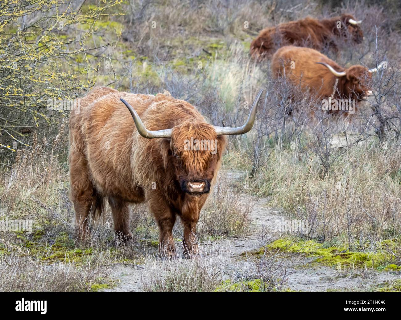 Red scottish highlander cow standing near bushing facing the camera ...