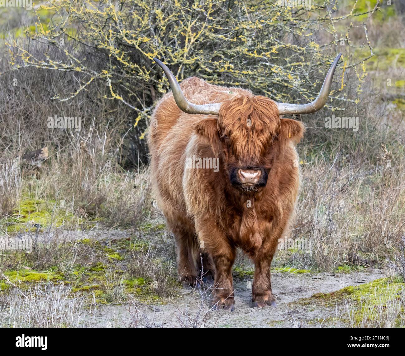 Red scottish highlander cow standing near bushing facing the camera ...