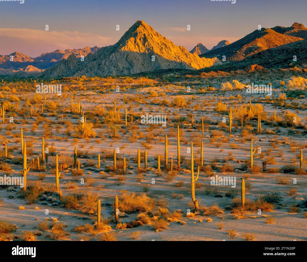 Cabeza del diablo hi-res stock photography and images - Alamy