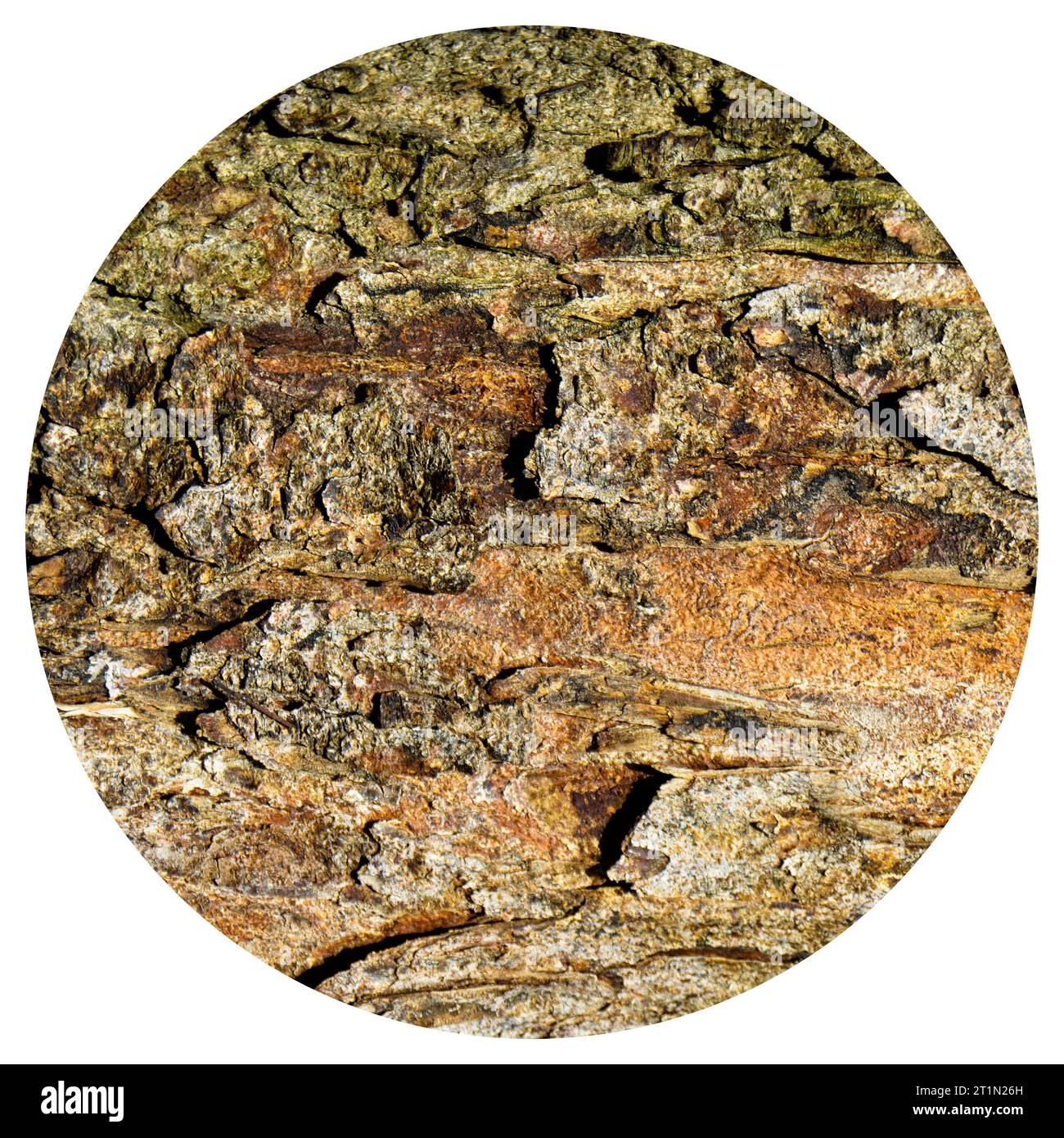 Old tree bark texture detail, background bark texture close up Stock ...