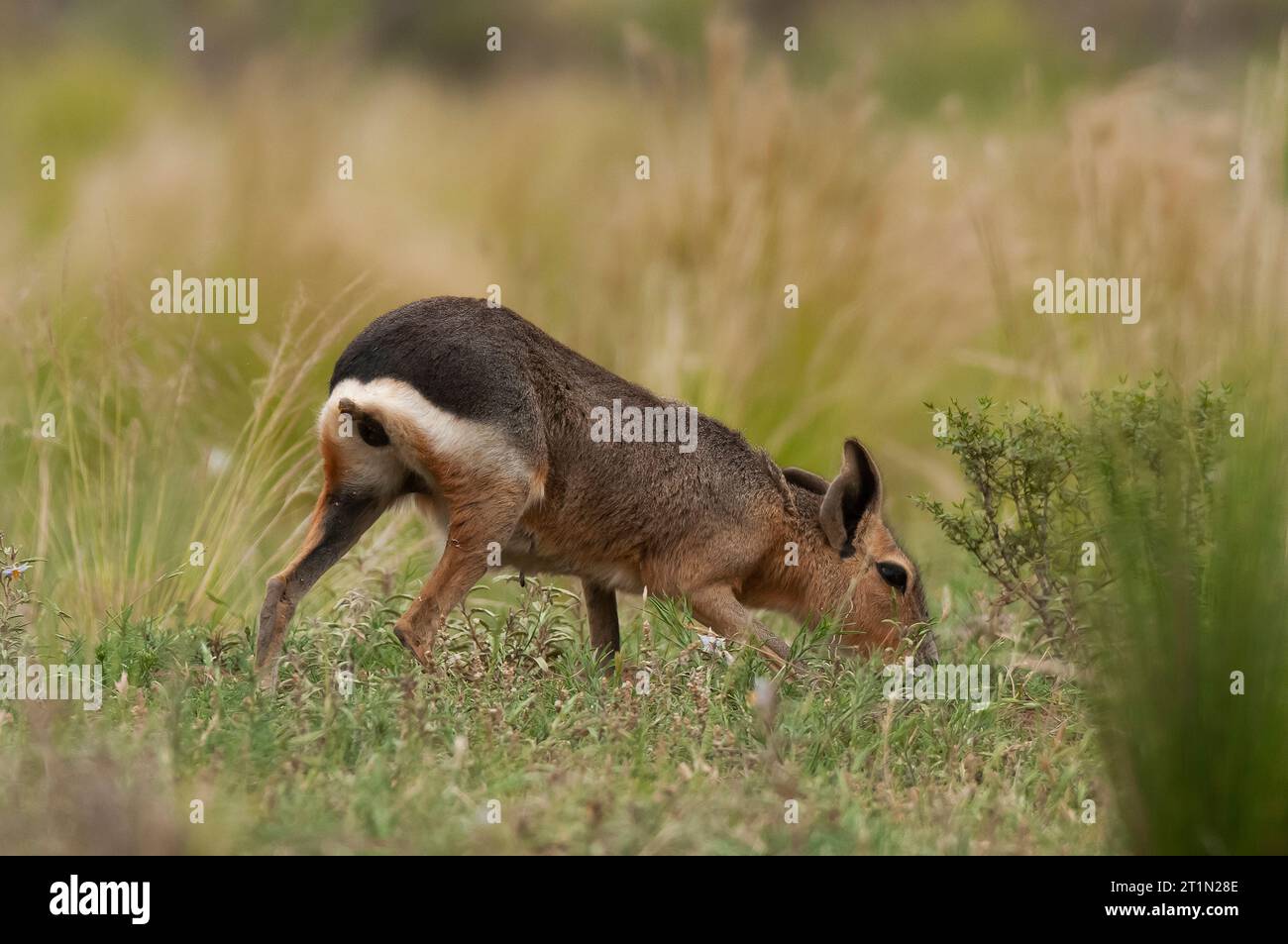 Patagonian cavi in Pampas grassland environment, La Pampa Province ...