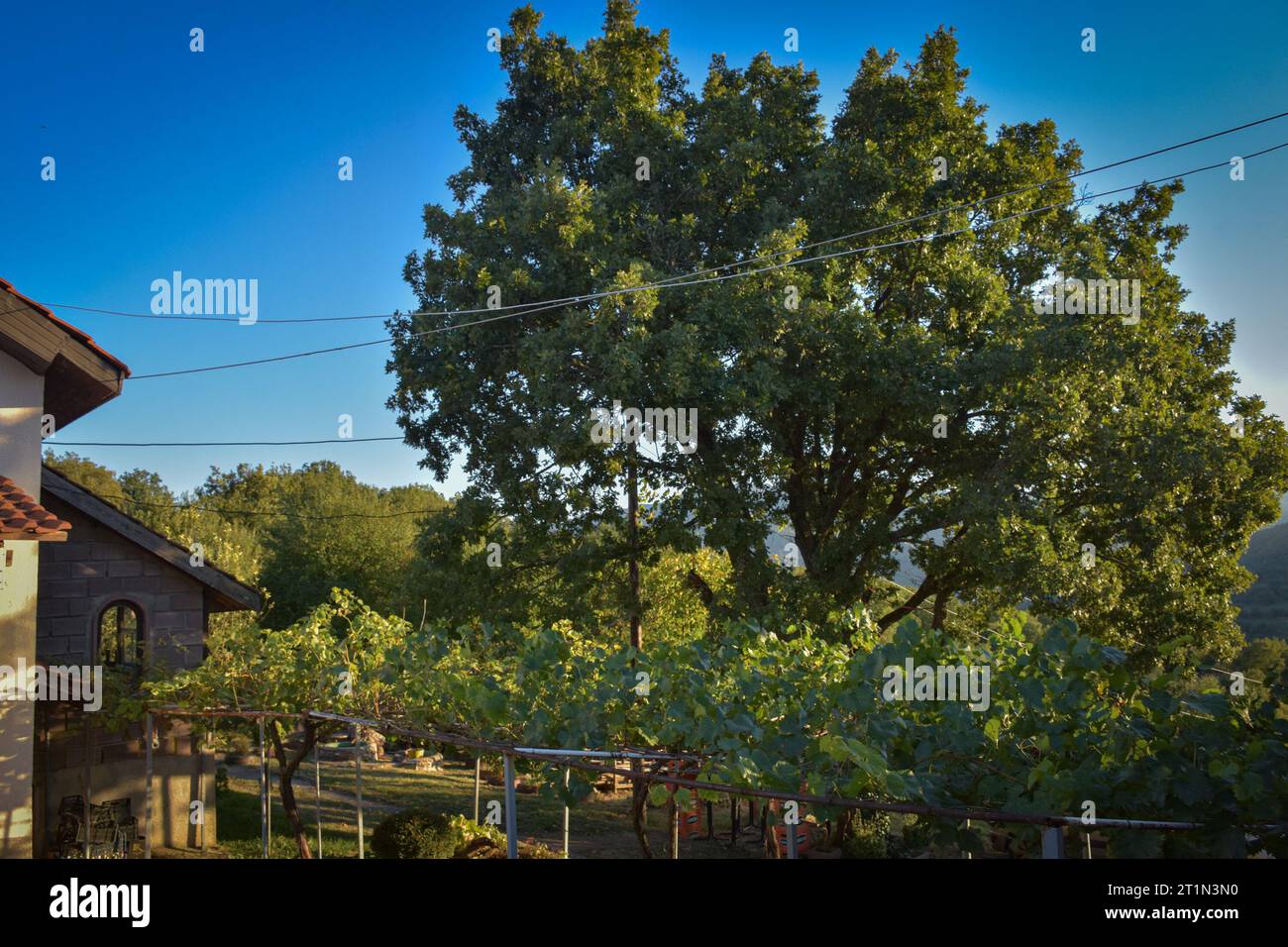 Delcevo forest hi-res stock photography and images - Alamy