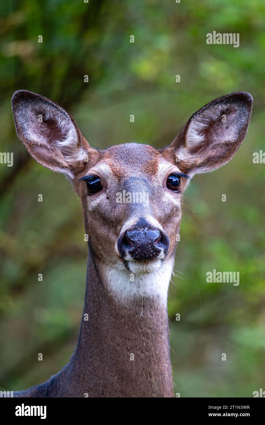 Close up of a White-tailed doe deer (odocoileus virginianus) in ...