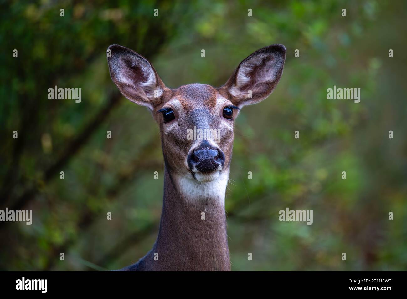 Close up of a White-tailed doe deer (odocoileus virginianus) in ...