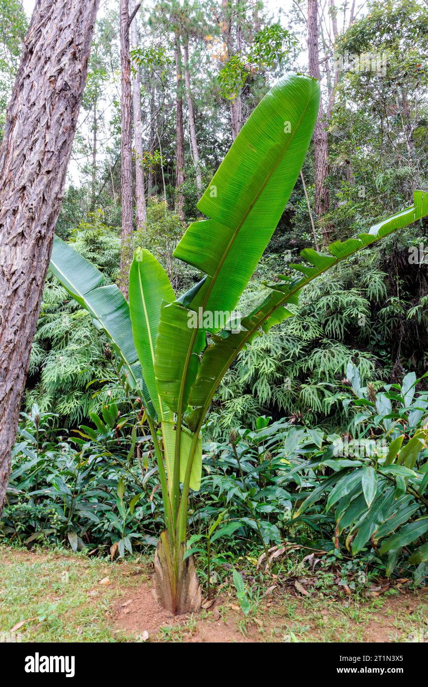 Banana tree in the forest, Madagascar. (Scientific name Musa acuminata ...