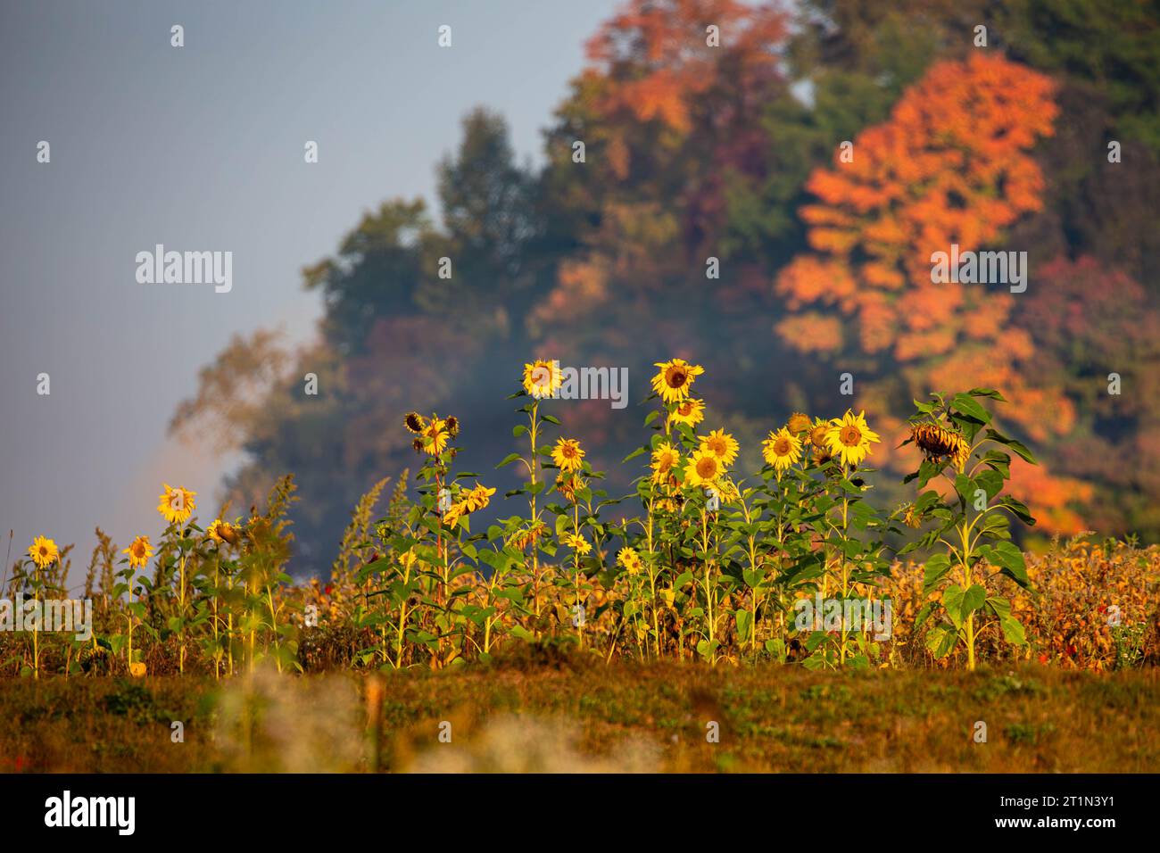 Sunflowers in a Wisconsin farmers field in September, horizontal Stock ...