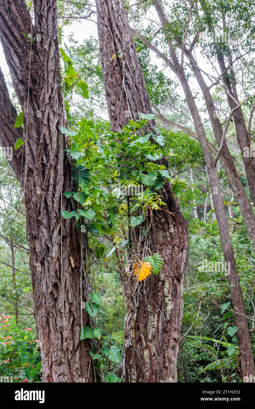 Dry tree with yellow flower in forest, Madagascar. Nature background ...