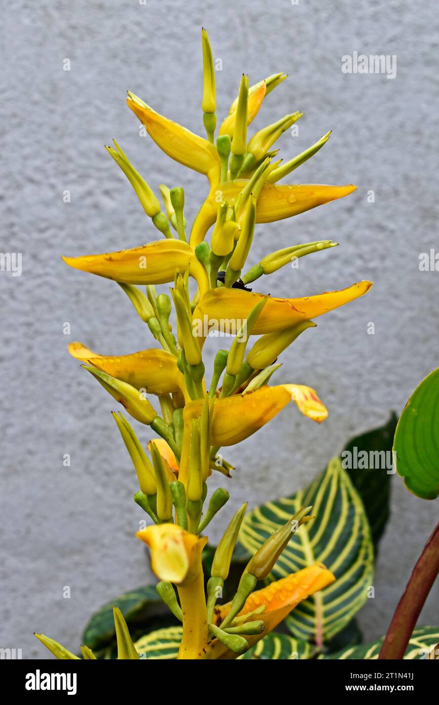 Yellow heliconia flower on tropical garden Stock Photo - Alamy