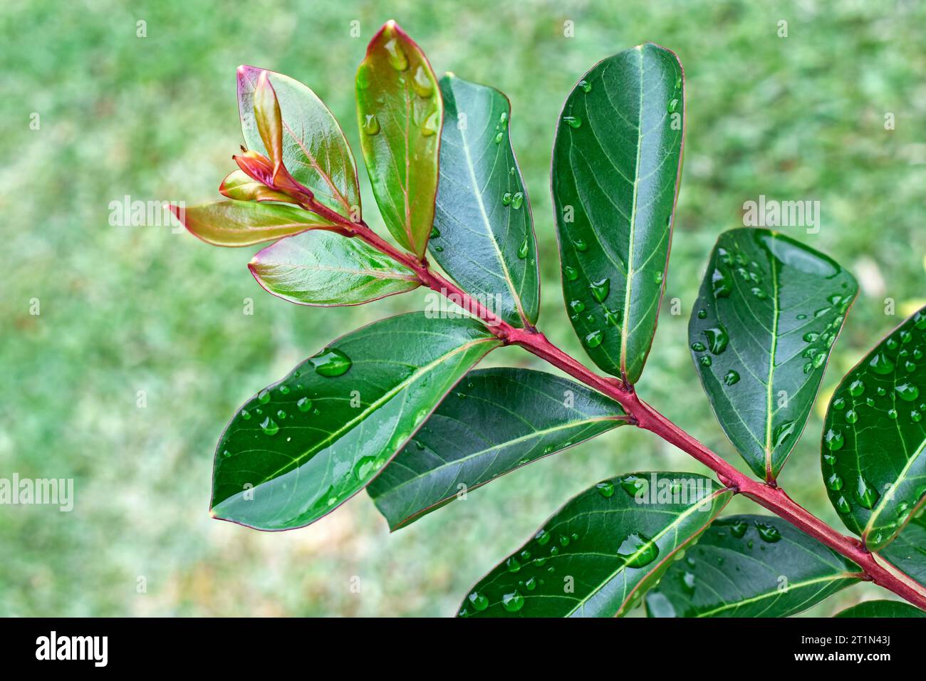 Crape Myrtle Tree Leaves