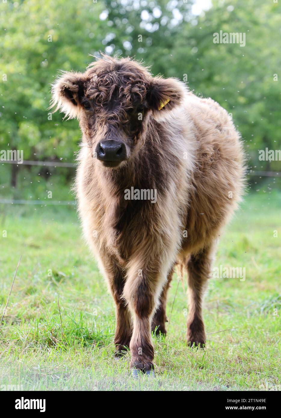 Galloways 11.10.2023, Ostramondra, Galloways dominant hornlose ...