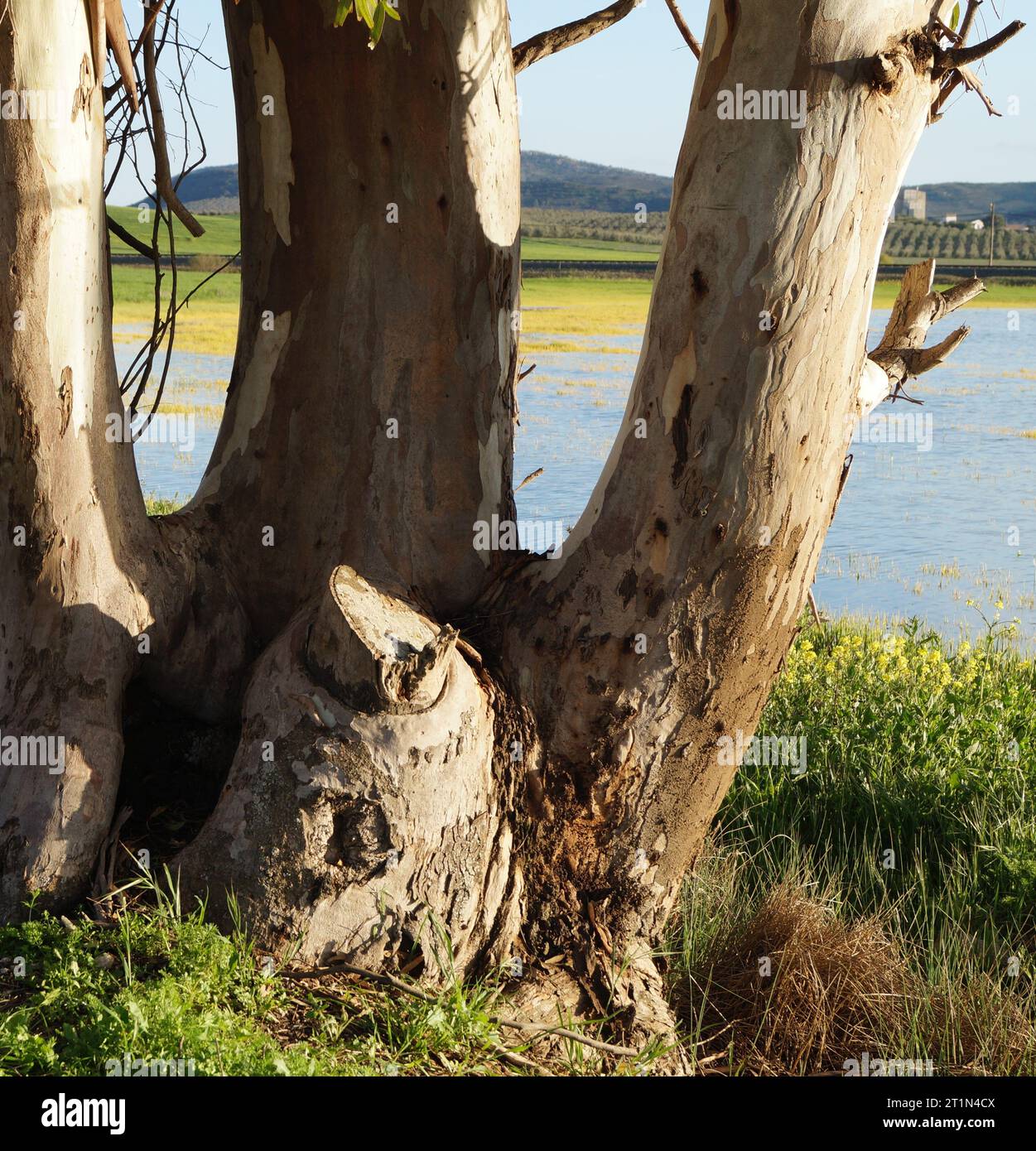 Trunk grow together old hi-res stock photography and images - Alamy