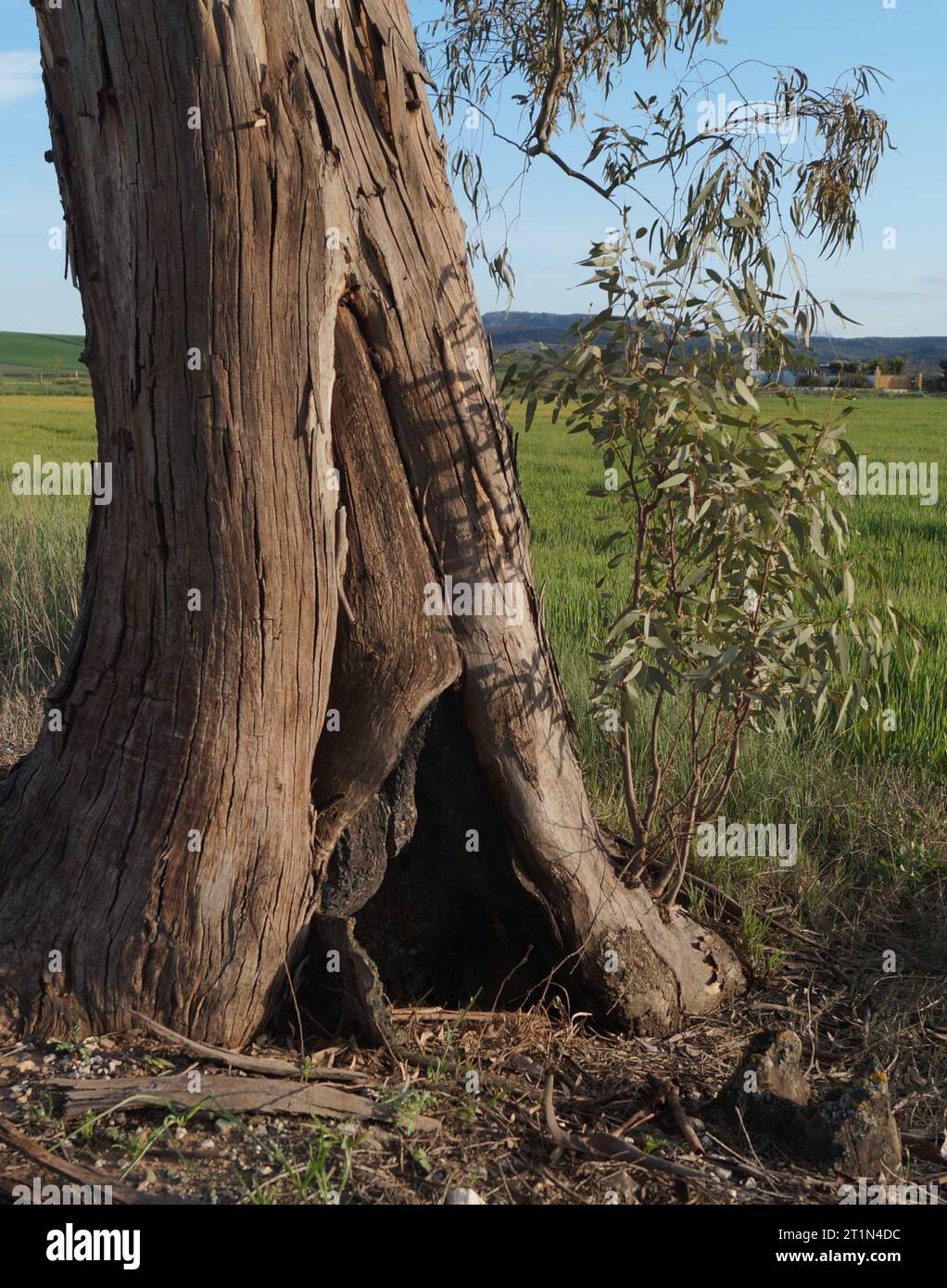 Old root eucalyptus tree eucalyptus hi-res stock photography and images ...