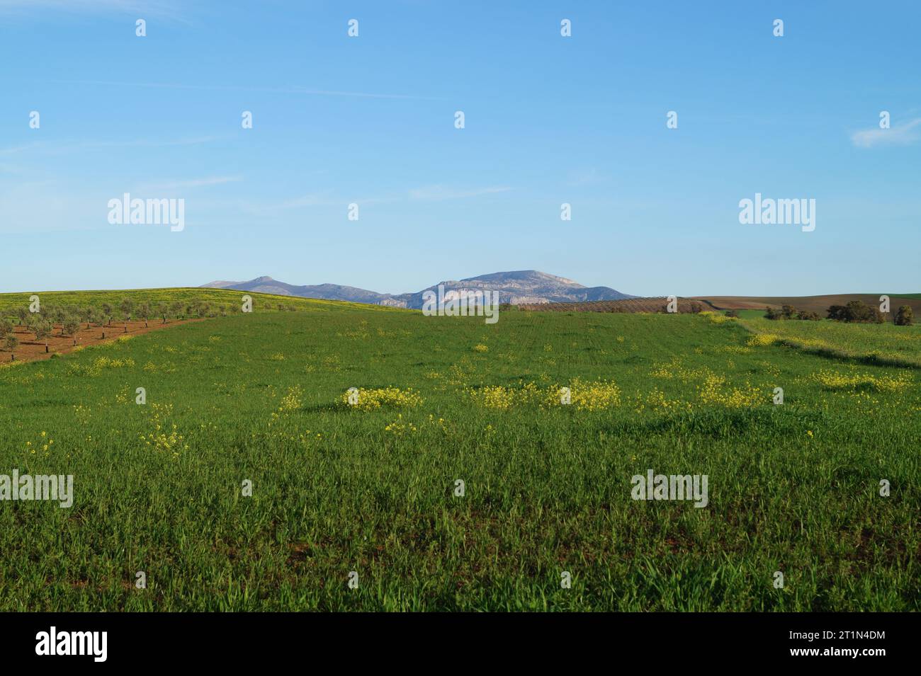 Andalusian spring landscape Stock Photo - Alamy