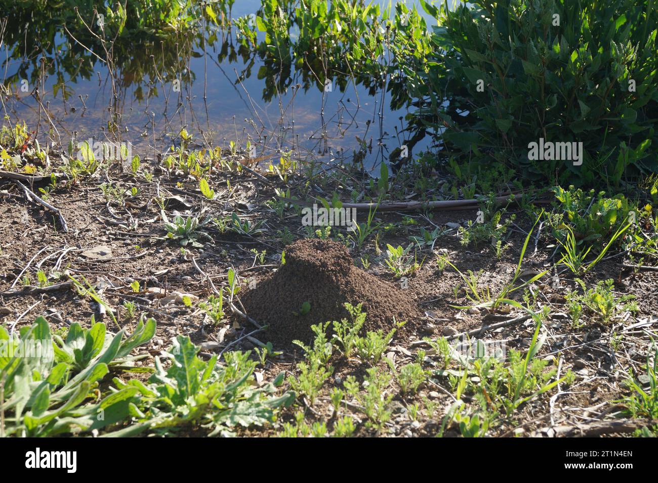 Super anthill hi-res stock photography and images - Alamy