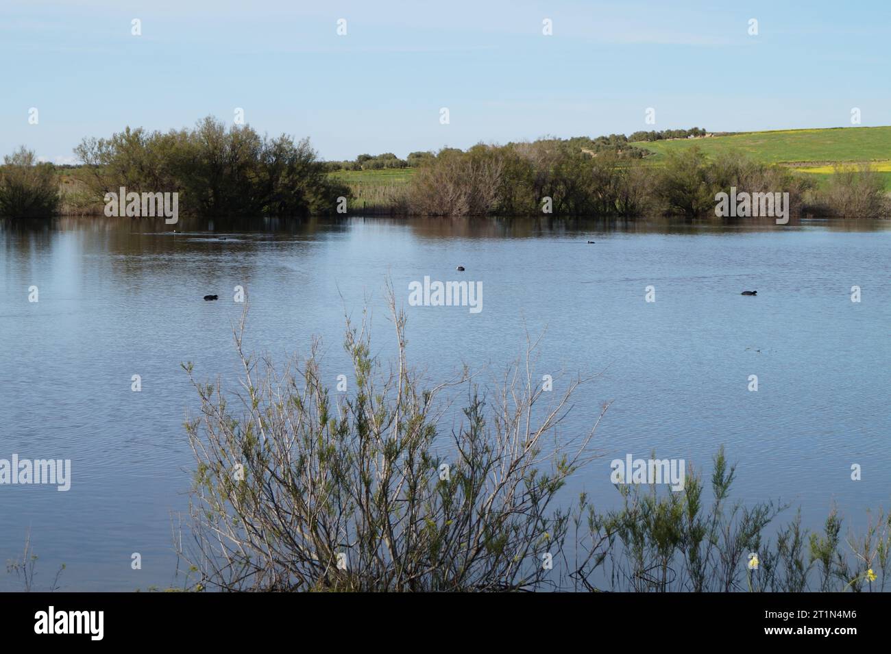 Beautiful lagoon with olive trees in the distance Stock Photo - Alamy