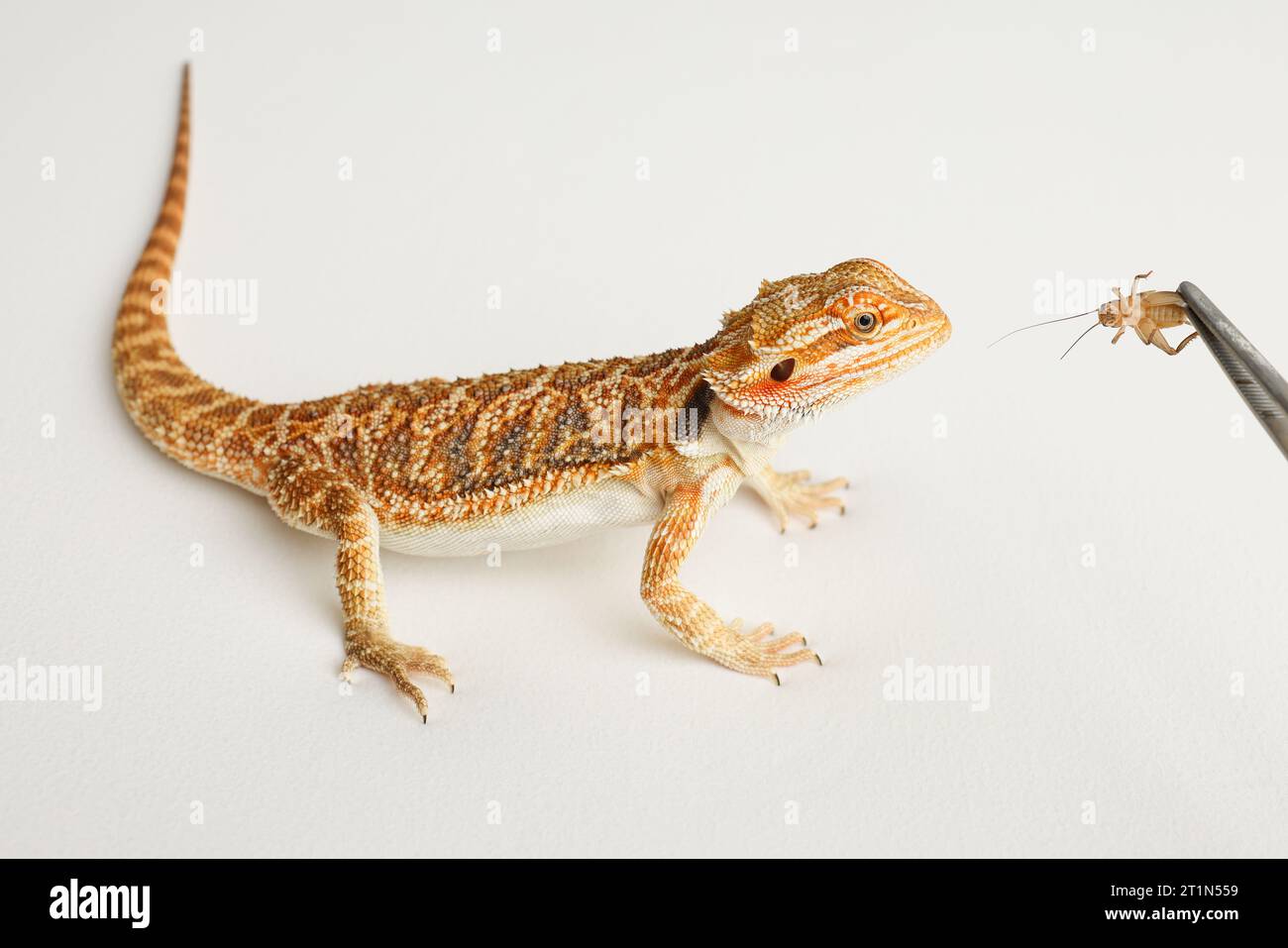 Bearded dragon, Feeding a lizard grasshoppers and crickets using metal ...