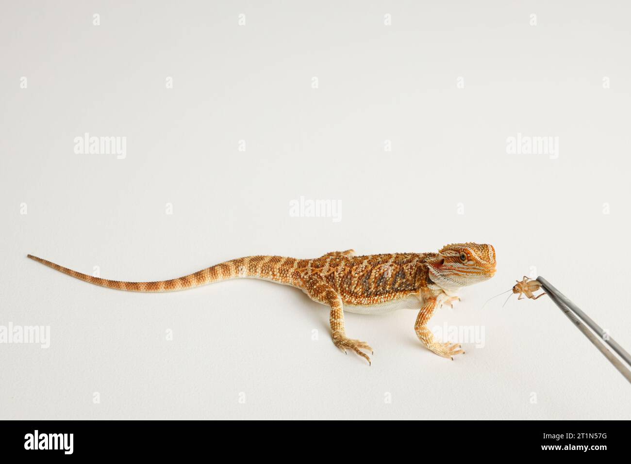 Bearded dragon, Feeding a lizard grasshoppers and crickets using metal ...