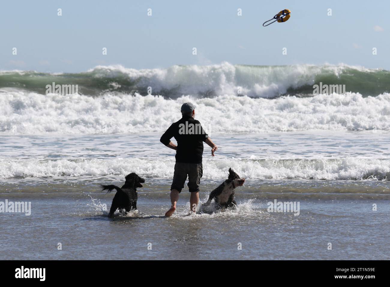A man throwing a toy for his dogs to retrieve on a beach near the ocean ...