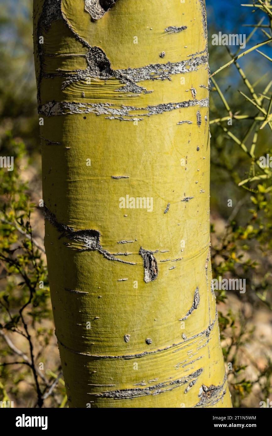 Palo verde tree bark hi-res stock photography and images - Alamy