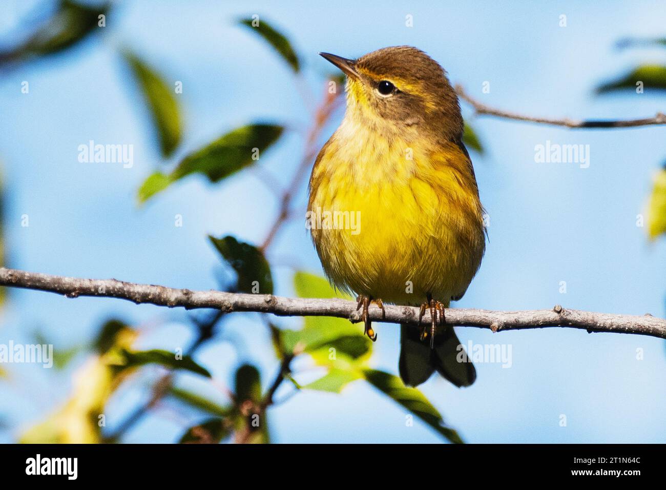Palm warbler during fall migration Stock Photo - Alamy