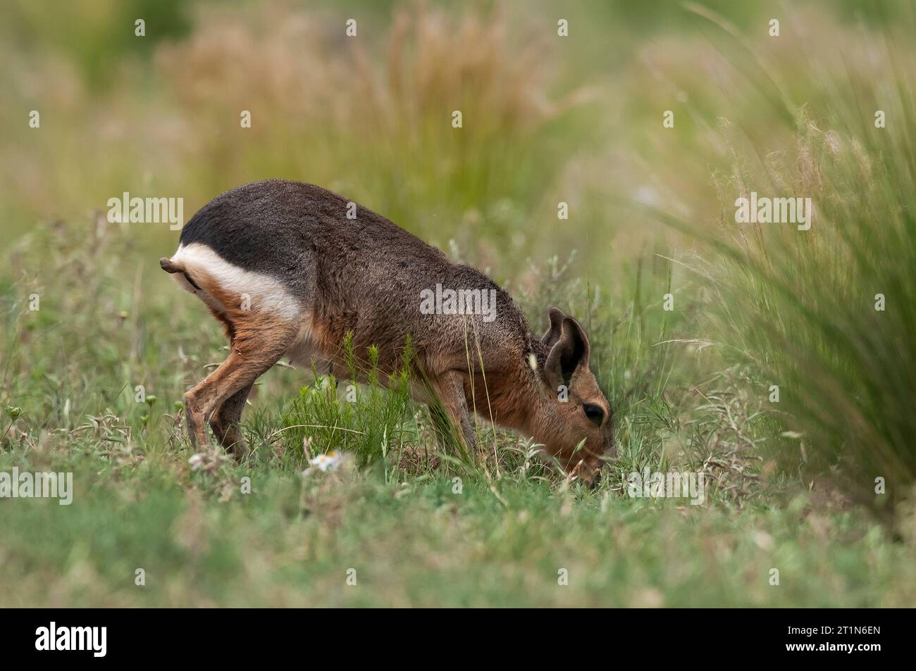 Patagonian cavi in Pampas grassland environment, La Pampa Province ...