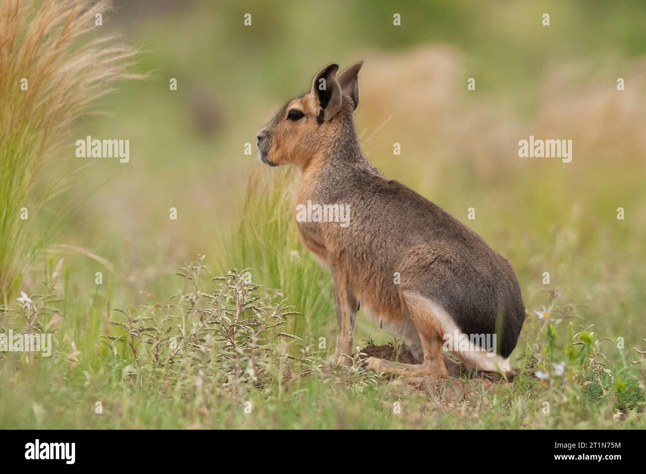 Patagonian cavi in Pampas grassland environment, La Pampa Province ...